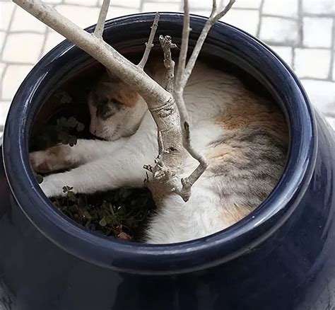 猫咪奇葩睡姿大赏，这样真的能睡着吗？ 哔哩哔哩