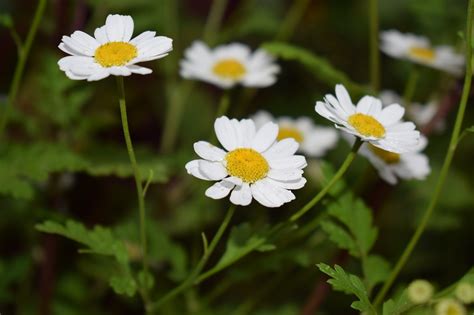 Cour Fleur Fleurs La Photo Gratuite Sur Pixabay Pixabay