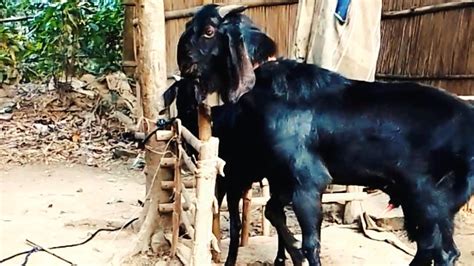 Beautiful Goat Farm New Video Episode 104 । बकरी सुंदर सुंदर बकरी