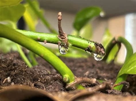 Is My Plant Sweating Guttation Guide For Houseplants