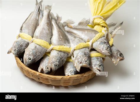 Corvina Fish