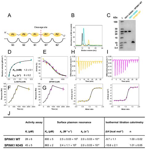 Felixs Paper On Structural And Biophysical Insights Into Spink1 Bound