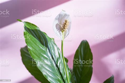 분홍색 배경에 있는 스파티필룸 화이트 플라워와 녹색 잎이 태양을 클로즈업합니다 흰색 배경 클로즈업 복사 공간 텍스트 공간 흰색