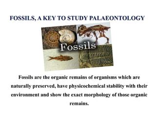 Fossils Fossilization Ppt Geology Science