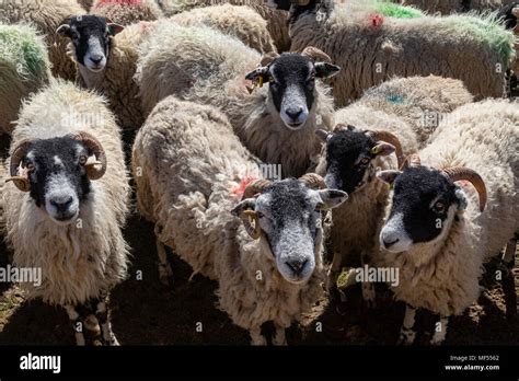 Swaledale Sheep In The Yorkshire Dales In Northeast England Swaledales