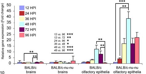 Figure 1 From Susceptibility Of Balbc Nunu Mice And Balbc Mice To