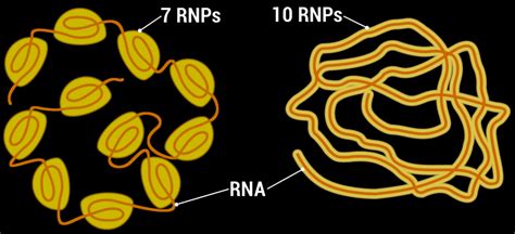 Structural Biology Of Sars Cov 2 Nucleocapsid