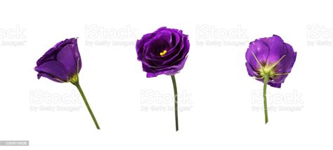 흰색 배경에 고립 된 보라색 Eustoma 꽃 의 집합입니다 다른 각도에서 촬영 한 꽃 머리입니다 0명에 대한 스톡 사진 및
