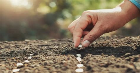 Seed Scarification Methods Scarify Seeds Giy Plants