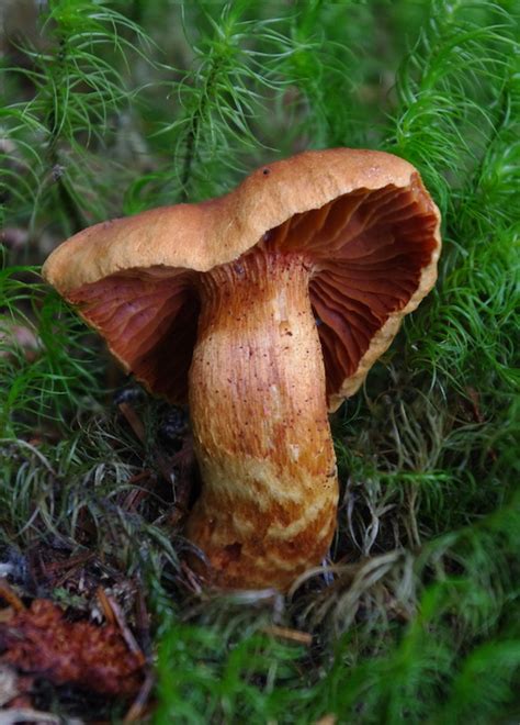 Wildeep S Illuminations Cortinarius