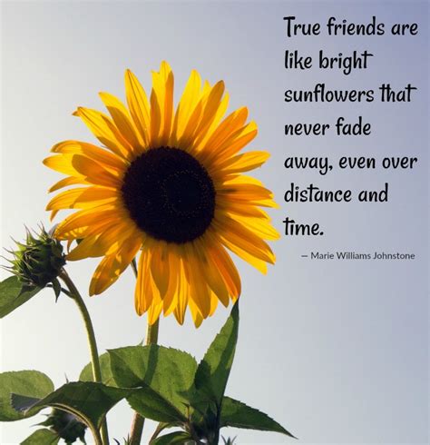 A Sunflower With A Quote About True Friends Are Like Bright Sunflowers That Never Fade Away