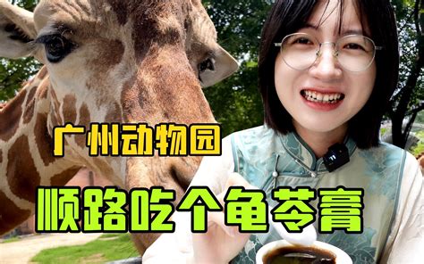 挑战龟壳熬的龟苓膏到底苦不苦顺路去动物园看望肥虎兄弟 哔哩哔哩