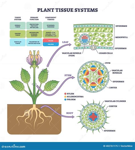 Plant Tissue Cross Section Microscopic View Stock Illustration