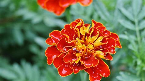 How To Grow And Care Marigold Flowers Lotusbuddhas