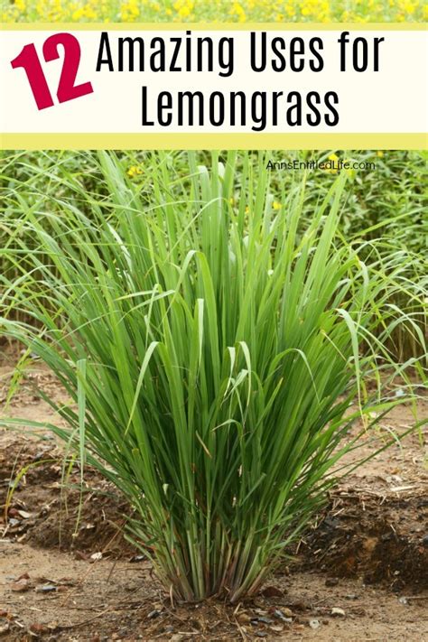 12 Amazing Uses For Lemongrass