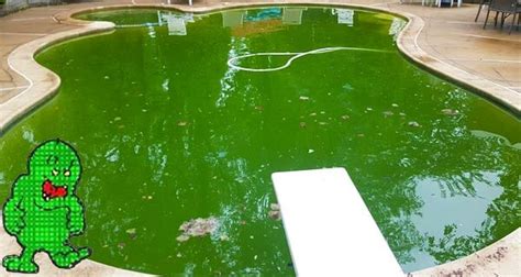 Dead Algae In Pool