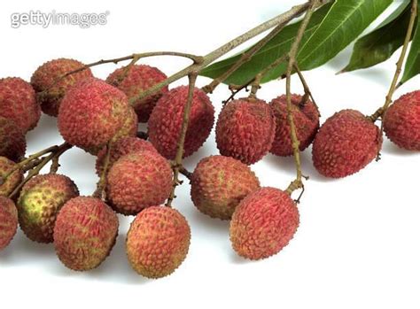 Litchi Or Litchee Litchi Sinensis Exotic Fruits Against White Background 이미지 1251716370 게티