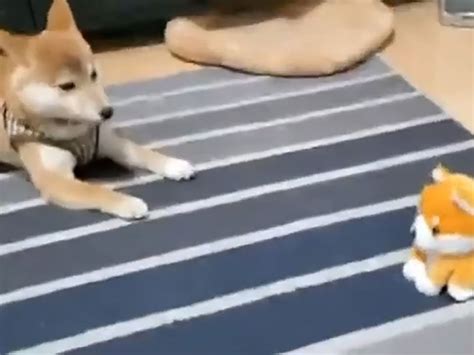 「気に入らないワン！！」 おもちゃとガチバトルを繰り広げる“負けず嫌い”な柴犬さんに大反響「激しい舌戦」｜ニフティニュース