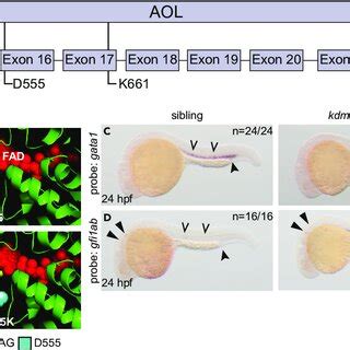SNAG Binding Deficient Lsd1 Does Not Rescue Gene Expression A