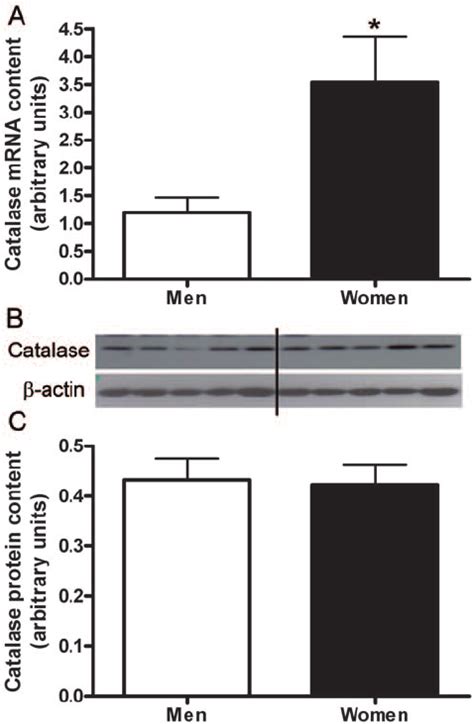 Sex Differences In Catalase Differences In Catalase Mrna Content