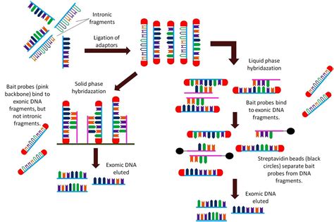 Exome Sequencing How To Understand It Practical Neurology
