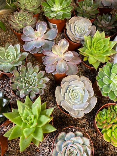 Sussex Country Gardener Garden Centre Home Facebook
