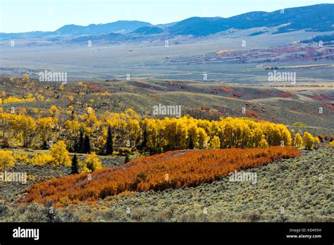 Scrub Oak Aspen Trees Turn Red Gold In Autumn San Luis Valley