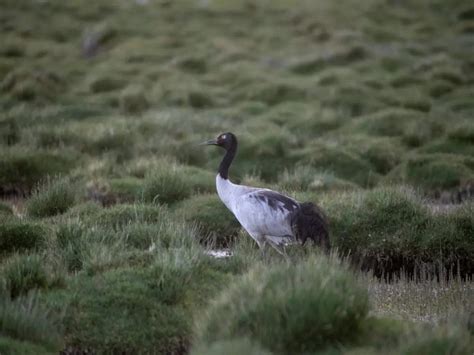 Puga Valley And Things That Make It An Amazing Tourist Hotspot Times