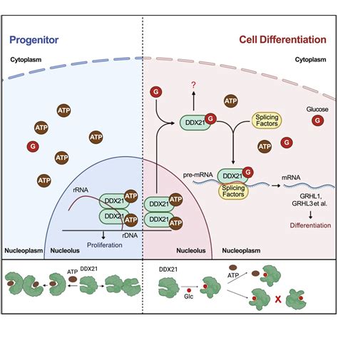 Glucose Dissociates Ddx21 Dimers To Regulate Mrna Splicing And Tissue