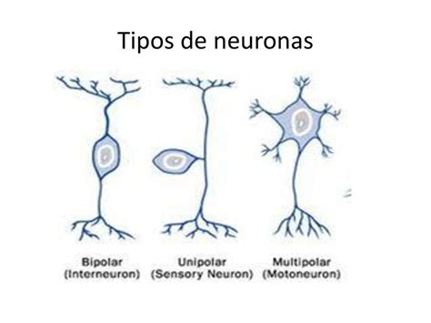 Tipos De Neuronas La Neurona