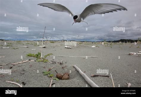 Arctic Tern Sterna Paradisaea Protecting Ground Nest And Eggs