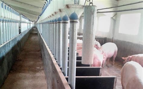 Ideas Para Cercas De Confinamiento De Cerdos Comederos Corral