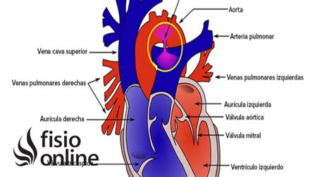 The Superior Vena Cava Teachmeanatomy