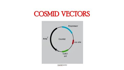 Cosmid Vectors Yac And Bac Expression Vectors
