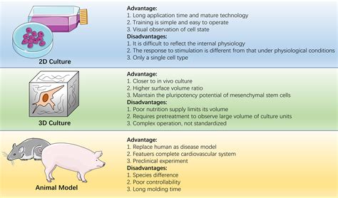 Advances In Cardiac Organoids