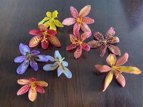 上海夏季花展上新花烛和睡莲邀你共赴一场夏季之约 观赏植物