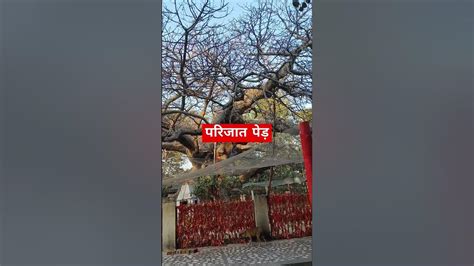 परिजात पेड़ Youtube