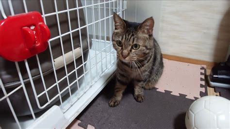 そら拗ねる怒られた猫の姿がこちらです YouTube