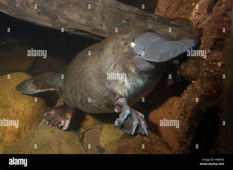 Platypus Ornithorhynchus Anatinus Male Resting Under Log In Water