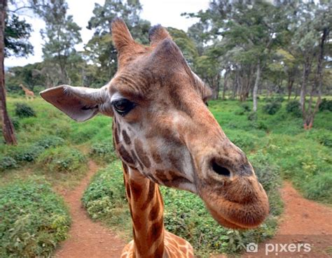 Sticker Le siège rapproché de girafe curieuse avec la nature de fond