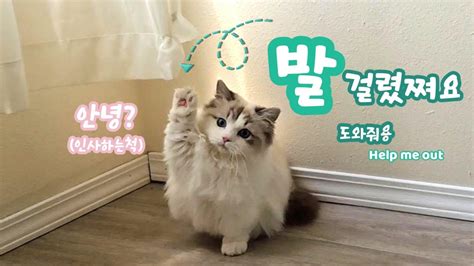 폭풍성장한 사고뭉치 아기고양이 먼치킨 Vlog Youtube