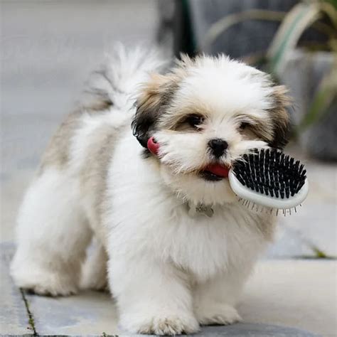 20 Razas De Perros Que No Sueltan Pelo Smylepets