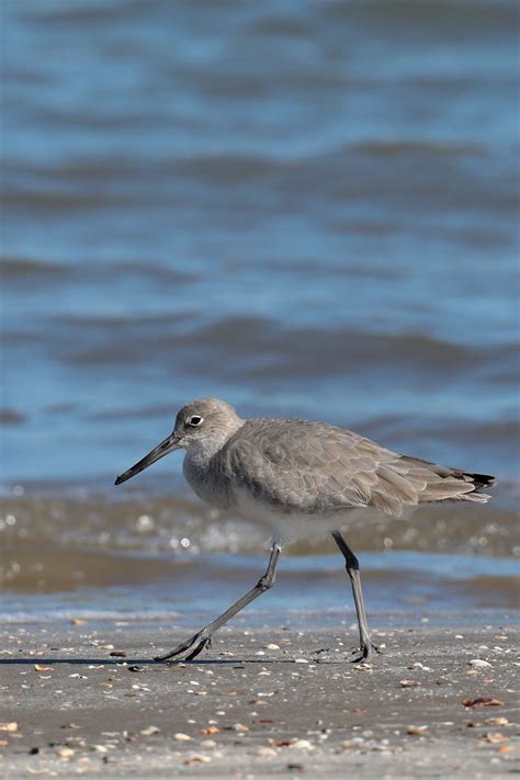 Willet Fp