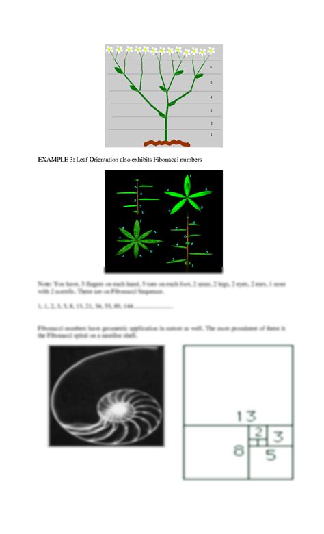 Solution Mmw Module 1 1 Fibonacci Sequence And The Golden Ratio