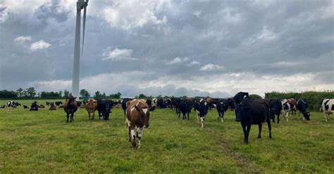 35 British Friesian Holstein Swedish Red And White Norwegian Red