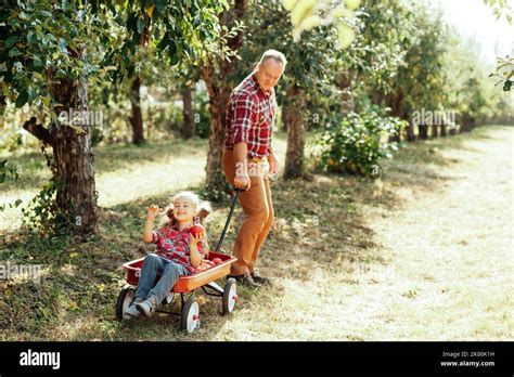 Grandfather With Granddaughter Harvesting Fresh Red Apple On Huge