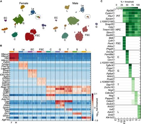 Cell Type And Sex Dependent Transcriptome Profiles Of Rat Anterior