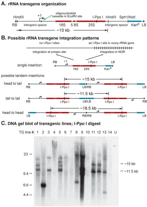 A Map Of The T DNA Construct Used To Generate Transgenic Plants RB