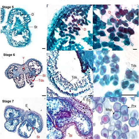 Anther Development And Pollen Formation In Diploid Yellow Potato