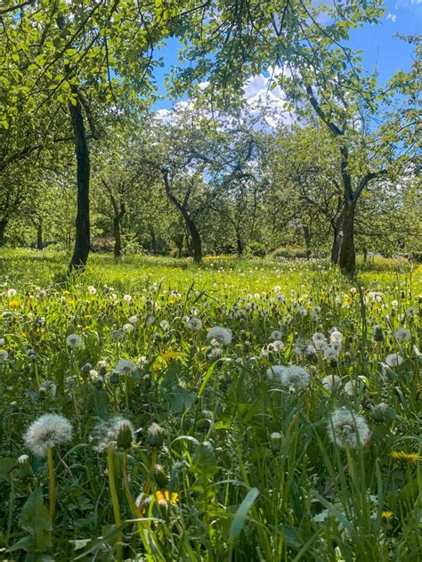 Нежность лета 🍃 в 2024 г Пейзажи Фоновые рисунки Природа